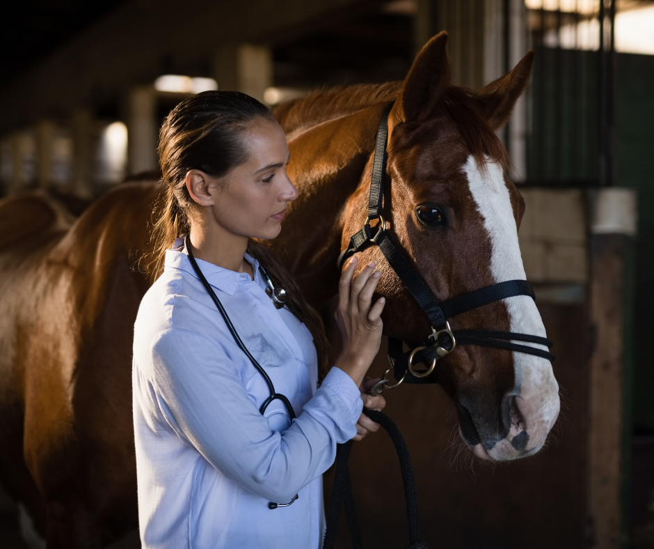 Stable Veterinary & First Aid – Albury Saddleworld